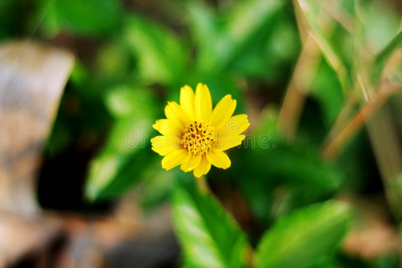 Creeping Gold Buttons Stock Photos - Free & Royalty-Free Stock Photos ...