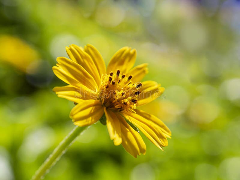 Creeping Gold Buttons Stock Photos - Free & Royalty-Free Stock Photos ...