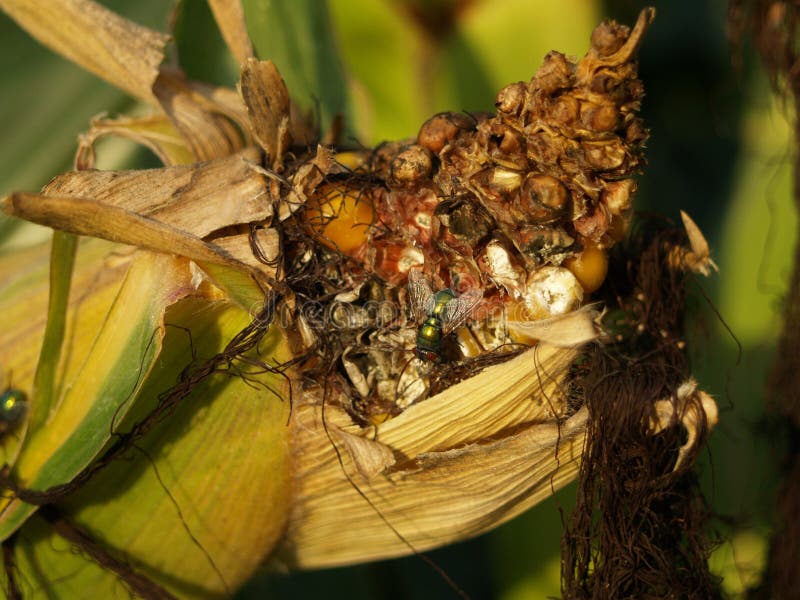 Goldfly Stock Photos - Free & Royalty-Free Stock Photos from Dreamstime