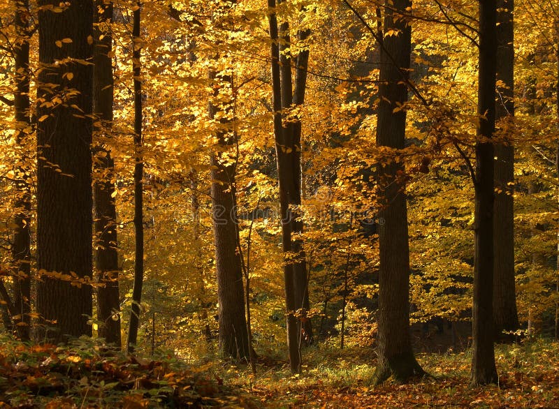 Gold forest stock image. Image of branches, fairytale - 29140621