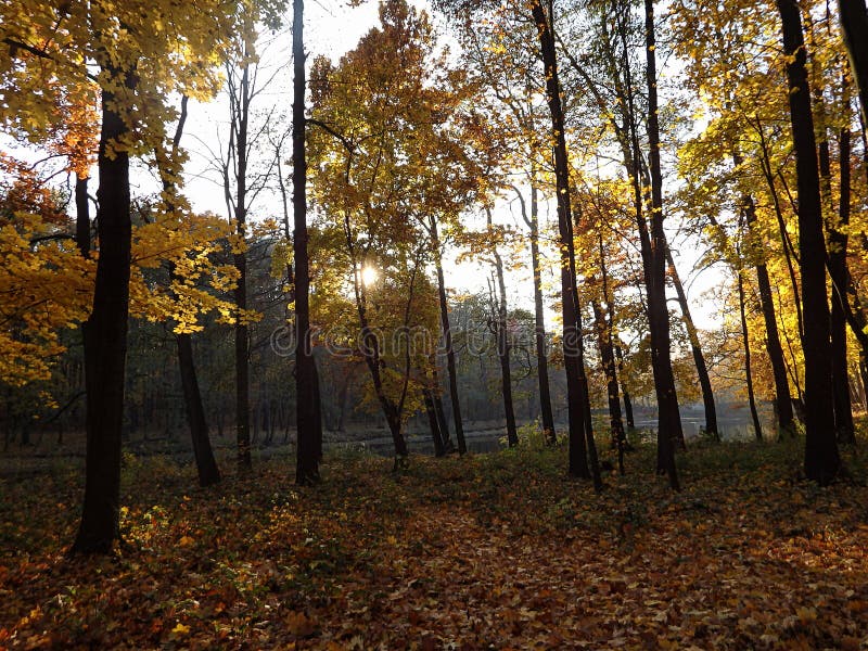 Gold Forest in Sunny Day Under Blue Sky. Stock Image - Image of forest ...