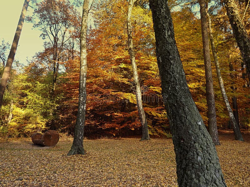 Gold forest stock photo. Image of ngold, background, forest - 66791716