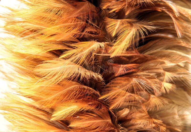 Gold fur from feather stock photo. Image of tropical - 53893530