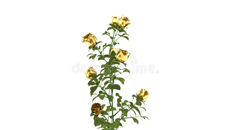 Roses in Golden Sunset Light Stock Video - Video of delicate, garden ...