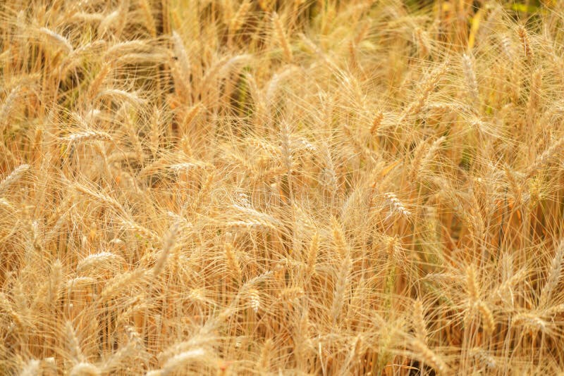 Gold Grain Ready for Harvest in a Farm Field Stock Photo - Image of ...