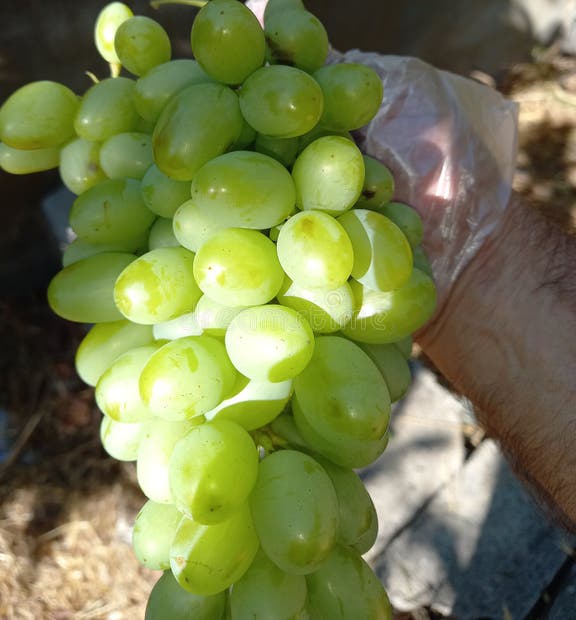 Gold grape from my garden stock image. Image of lebanon - 250619799