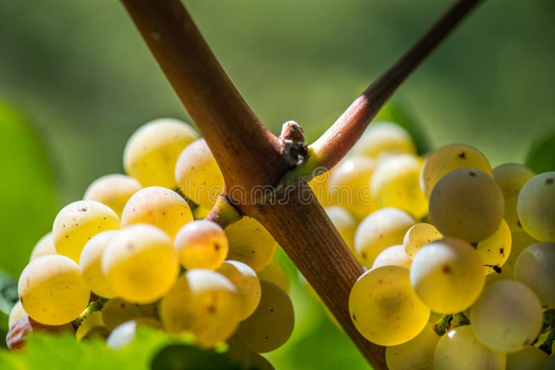 Gold Grapes on the Vine stock image. Image of september - 26699681
