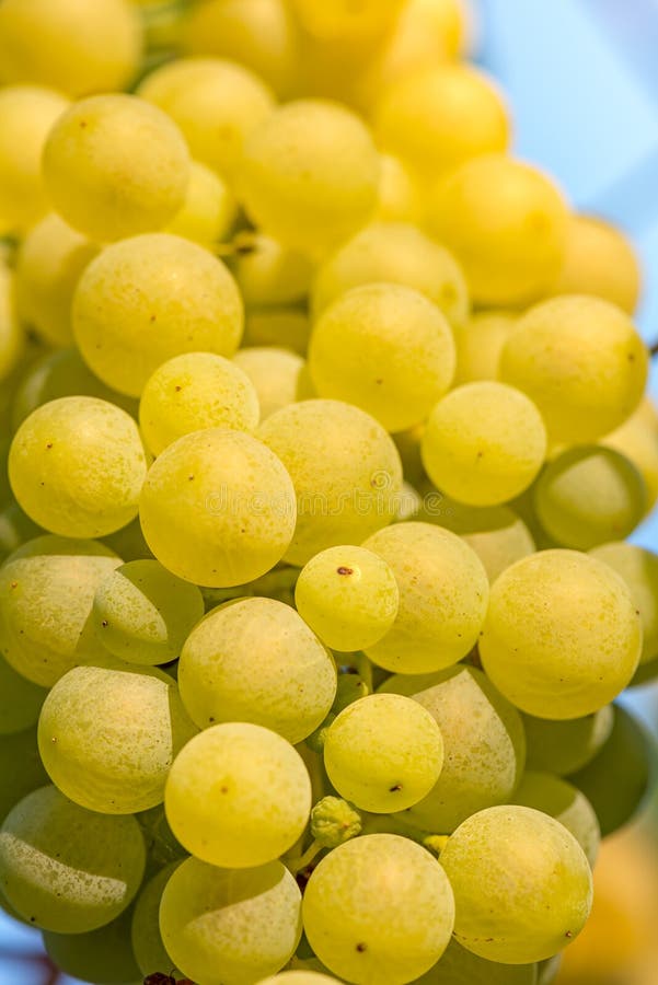 Gold Grapes on the Vine stock image. Image of jeruzalem - 50044275