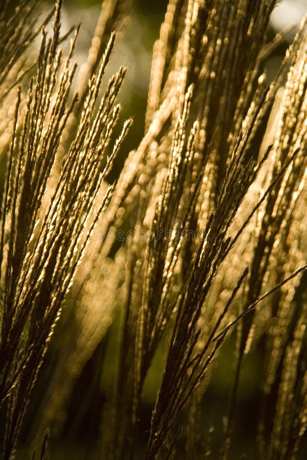 Gold grass stock photo. Image of droplet, backlight, golden - 11404962