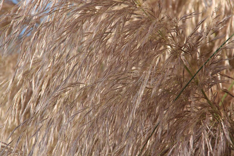 Gold grass stock photo. Image of structure, shadow, line - 7216386