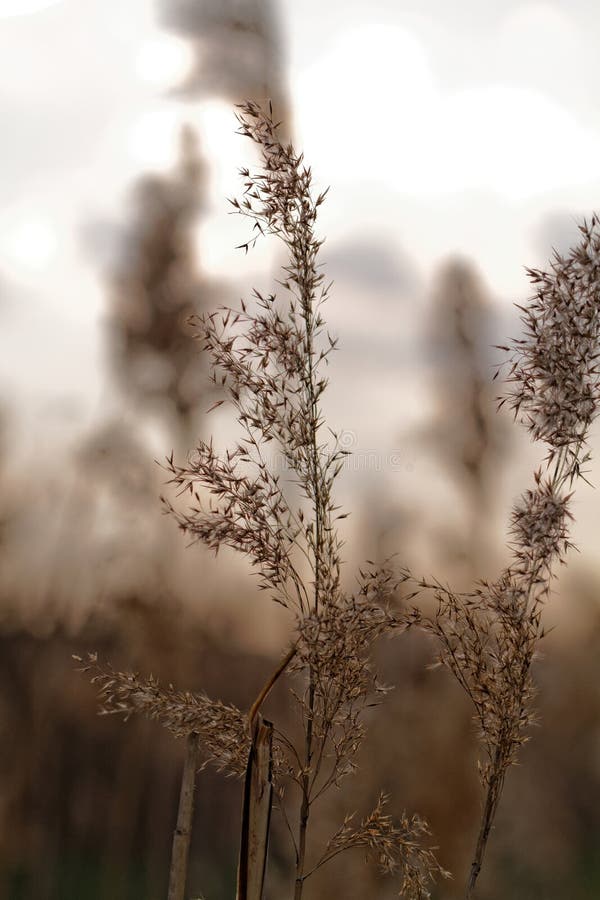 Gold grass stock image. Image of brown, leaf, holiday - 41441967