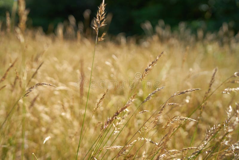 Gold, grass, geese stock image. Image of light, gold - 22650549