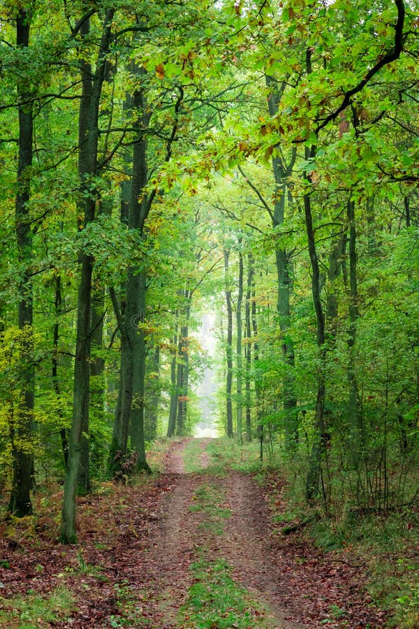 Gold and Green Forest in the Fall Stock Image - Image of light, park ...