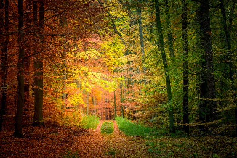 Gold and Green Fields in the Valley at Sunset, Tuscany Stock Photo ...