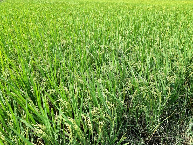 Ripe Rice Fields and Green Rice Fields Stock Image - Image of leaf ...
