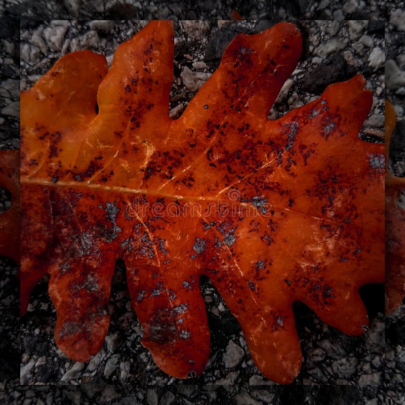 Gold Grey Abstract Shapes Blurs Colors Nature Backgrounds Stock Photo ...