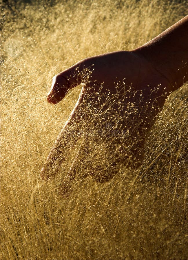 Gold hand stock photo. Image of felings, grass, nature - 642526