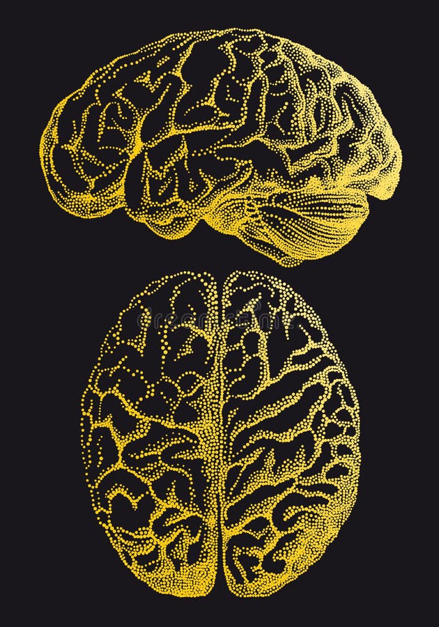 Gold Human Brain, Vector Illustration Stock Vector - Illustration of ...