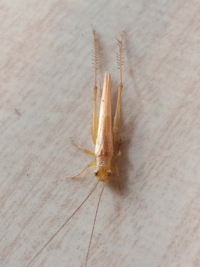 Gold insect stock image. Image of leaf, beetle, hand - 200871233