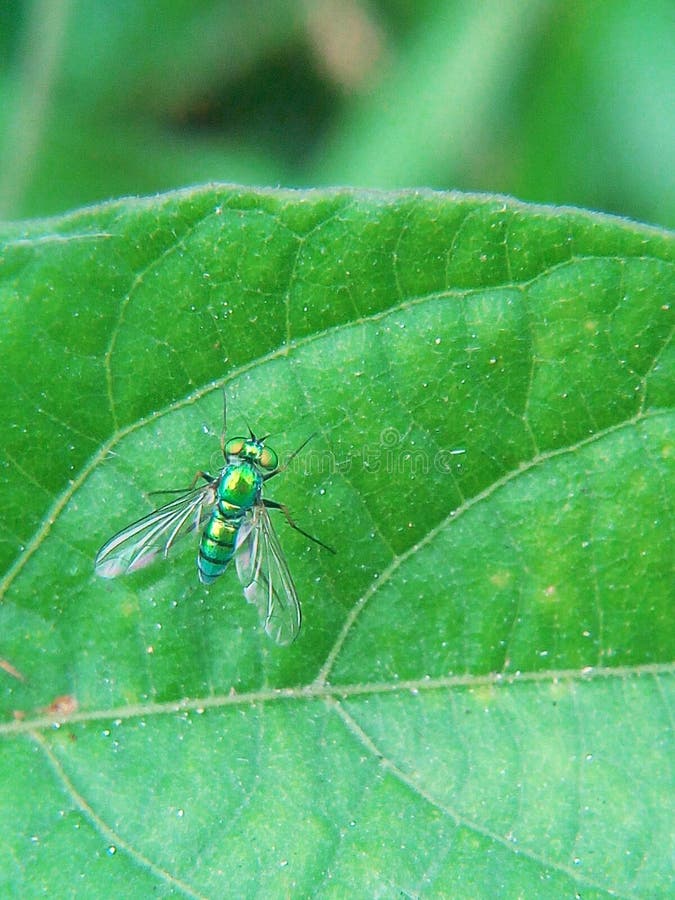 Gold insect fly stock photo. Image of plant, pest, arthropod - 239119390