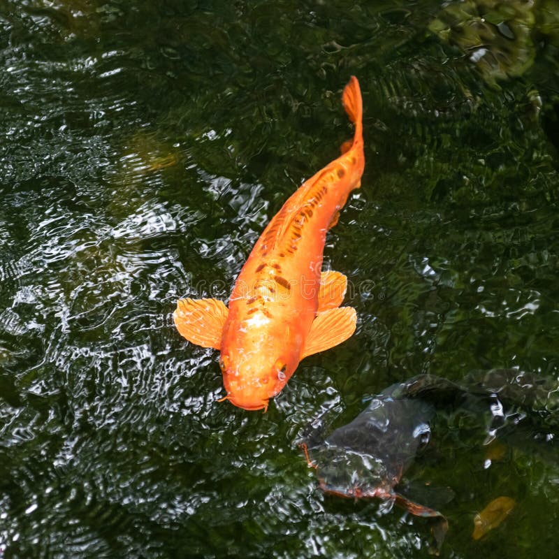 Gold Koi Fish Swimming in the Pond Stock Photo - Image of ornamental ...