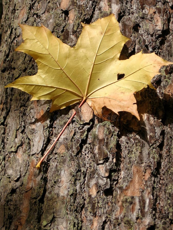 Gold leaf stock image. Image of season, colour, pattern - 1051081