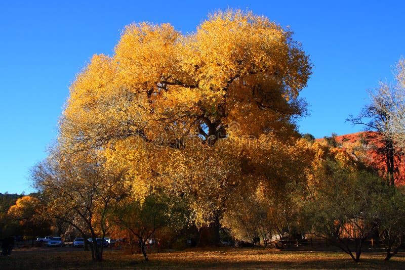 Gold leaves stock image. Image of autumn, fall, nature - 26680093