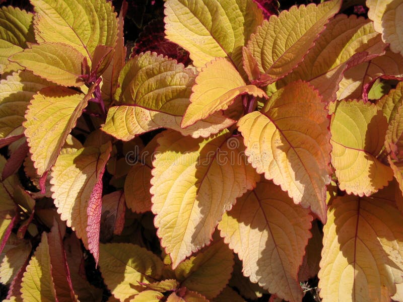 Gold Leaves stock image. Image of nature, spring, garden - 900427