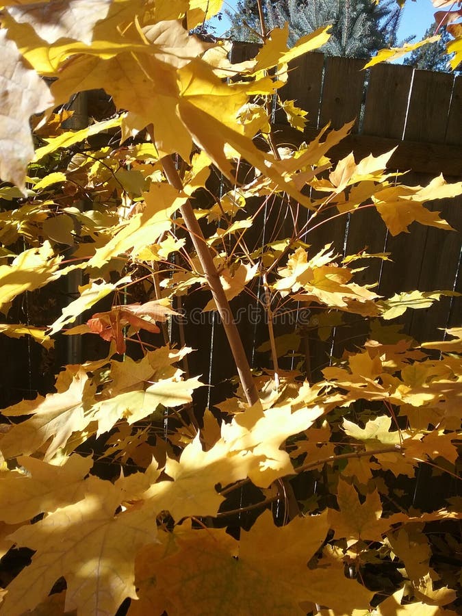 Gold Maple Leafs with Sunshine Stock Image - Image of nature, colors ...