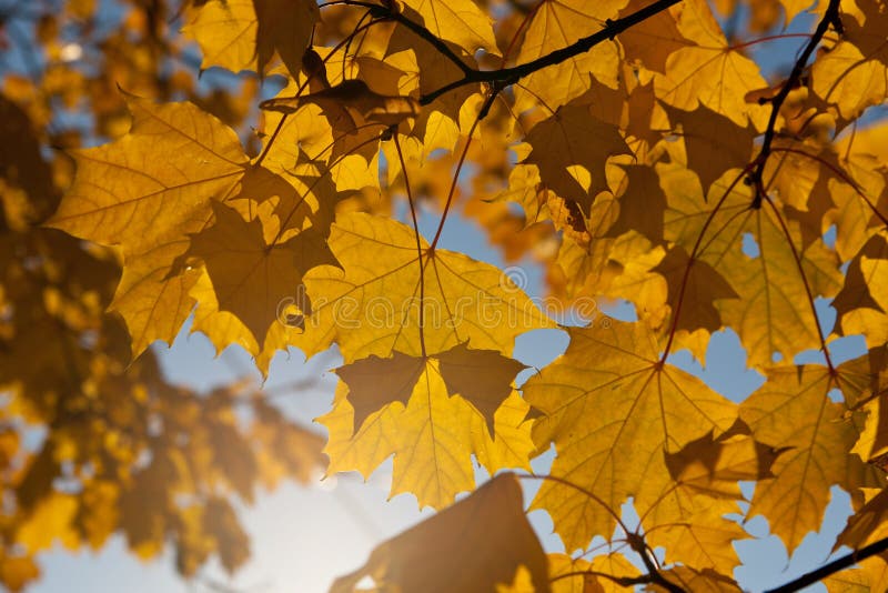 Gold maple leaves stock image. Image of bright, sunlight - 16479835