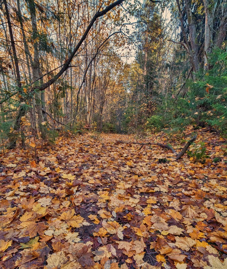 Gold Maple Leaves in Autumn Forest Stock Photo - Image of forest, park ...