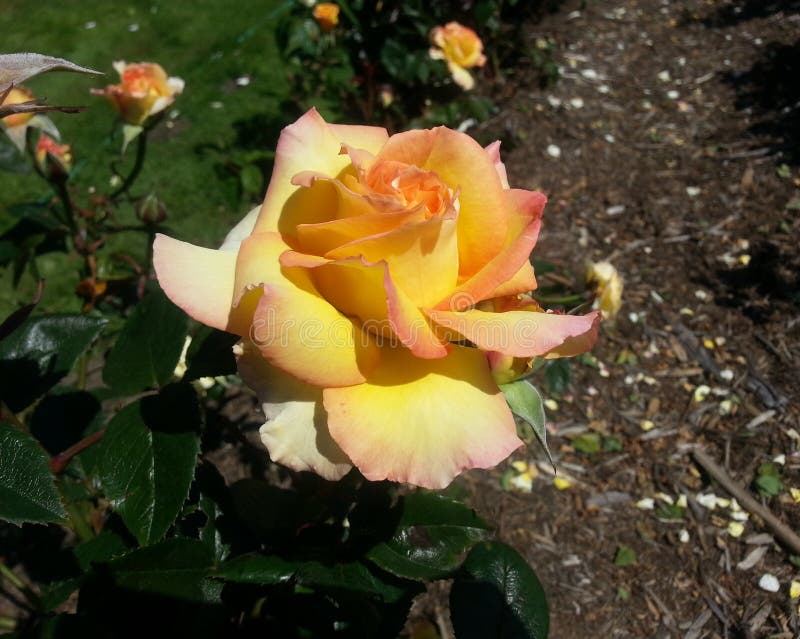 Gold Medal Rose stock photo. Image of breathtaking, magnificent - 98536008