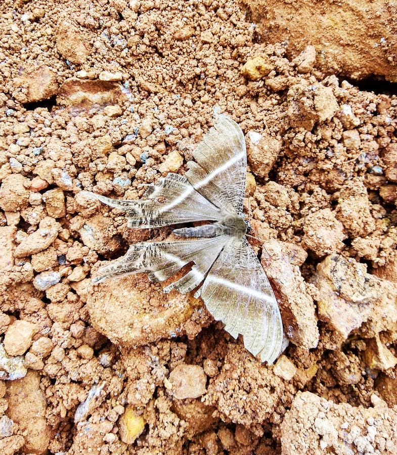 Gold Mine Butterfly Stock Photos - Free & Royalty-Free Stock Photos ...