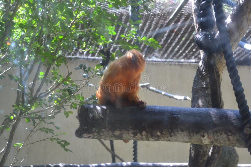 A Gold Monkey on the Tree in the Zoo Stock Image - Image of branch ...