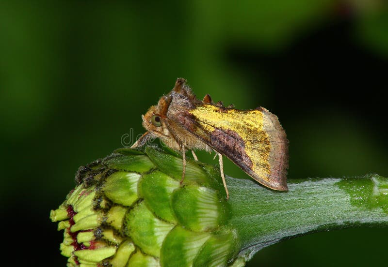 Gold Moth with Spiky Fur on Green Grass Stock Photo - Image of spiky ...