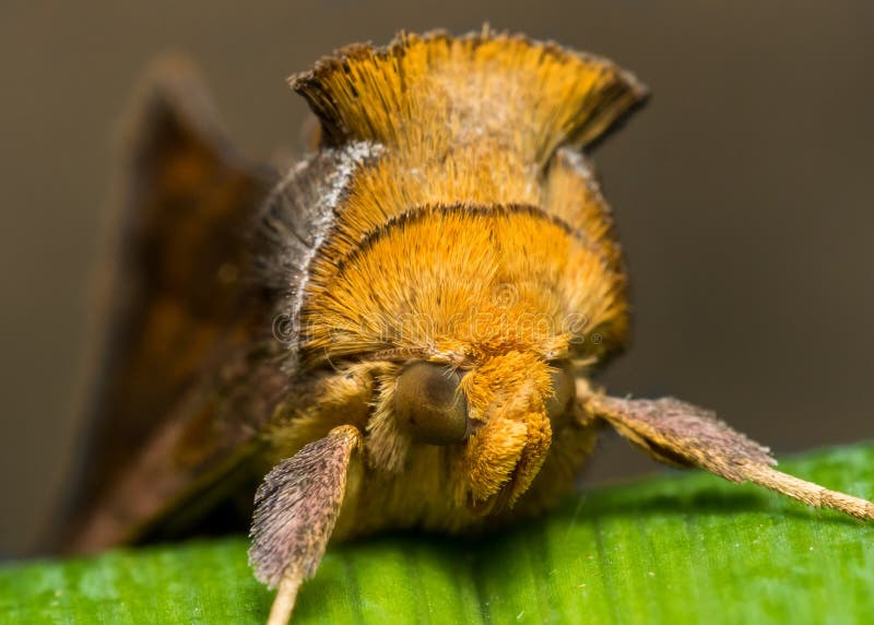 Gold Moth with Spiky Fur on Green Grass Stock Photo - Image of spiky ...