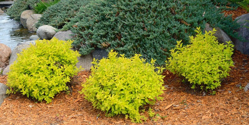 Gold Mound Spirea Landscaping Shrubs Stock Photo - Image of gold ...