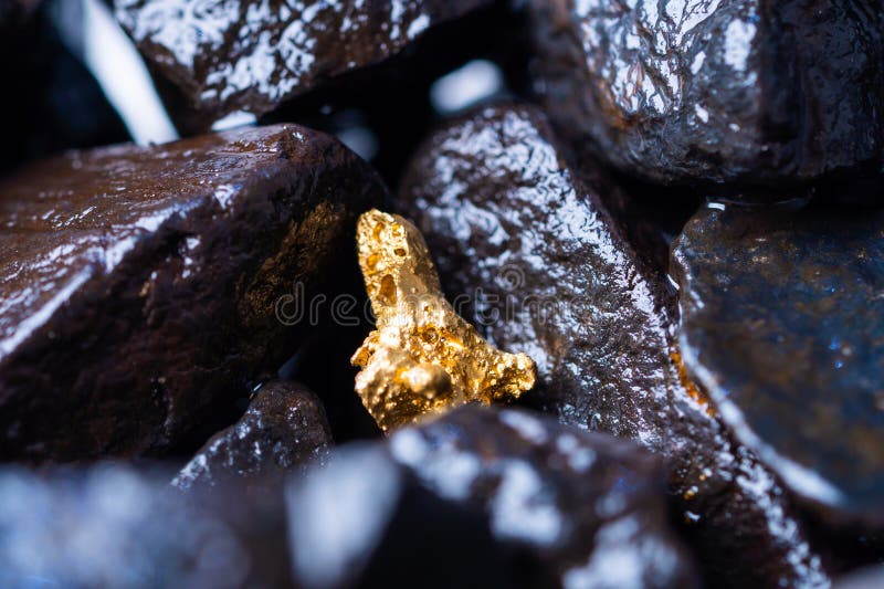 Gold Nugget Mining from the River in Austria, Real Gold. Stock Photo ...