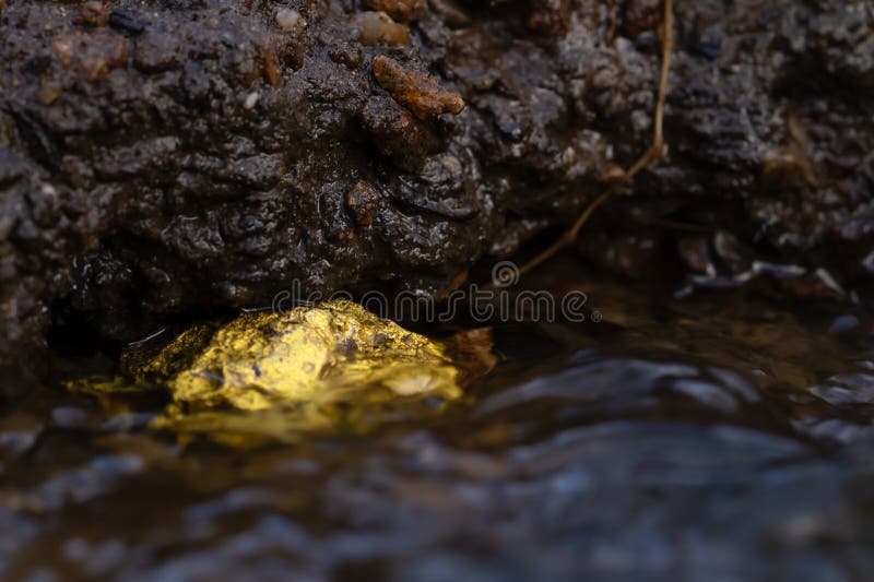 Gold Nugget Mining from the River in Austria, Real Gold. Stock Image ...