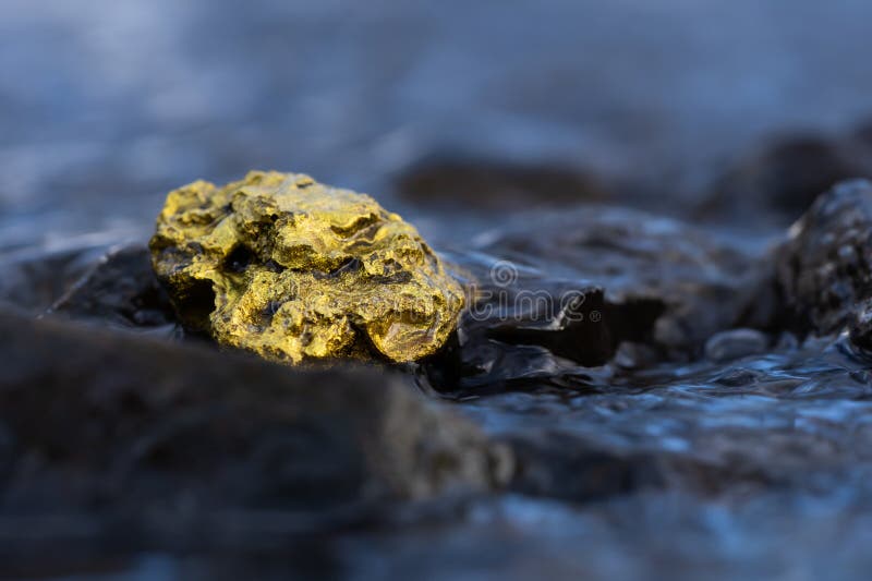 Gold Nugget Mining from the River in Austria, Real Gold. Stock Photo ...