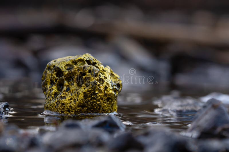 Gold Nugget Mining from the River in Austria, Real Gold. Stock Photo ...