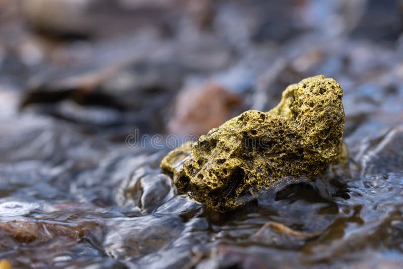 Gold Nugget Mining from the River in Austria, Real Gold. Stock Photo ...