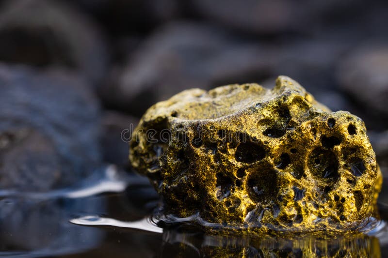 Gold Nugget Mining from the River in Austria, Real Gold. Stock Image ...