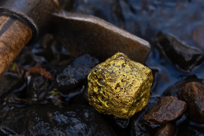 Gold Nugget Mining from the River in Austria, Real Gold. Stock Image ...