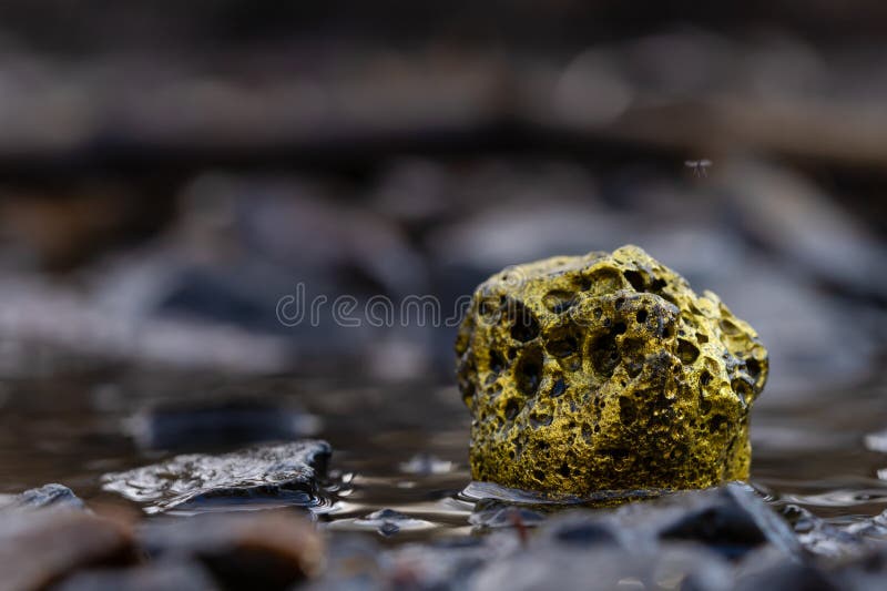 Gold Nugget Mining from the River in Austria, Real Gold. Stock Photo ...