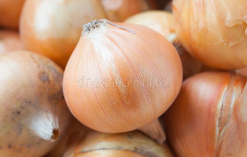 Gold onion stock photo. Image of ingredients, gold, cuisine - 52601576