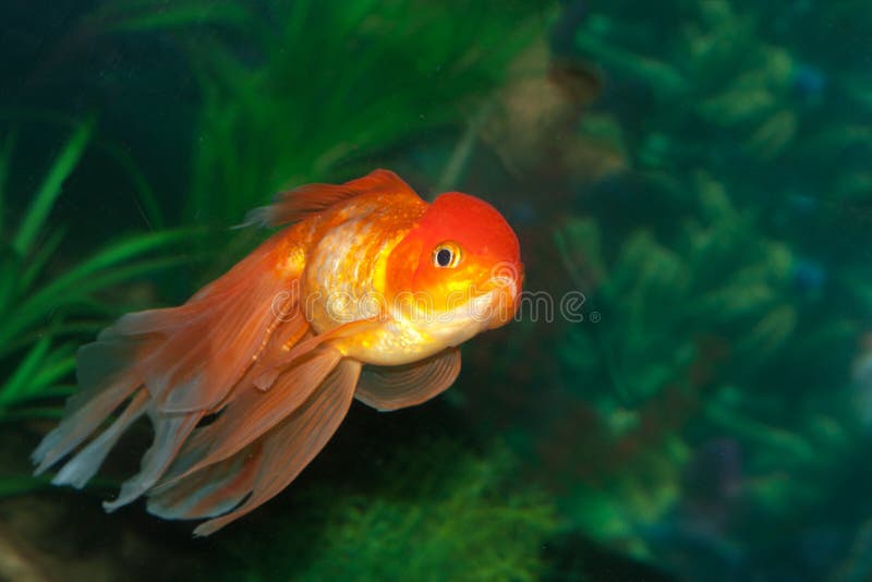Gold oranda goldfish stock image. Image of fresh, goldfish - 26772665
