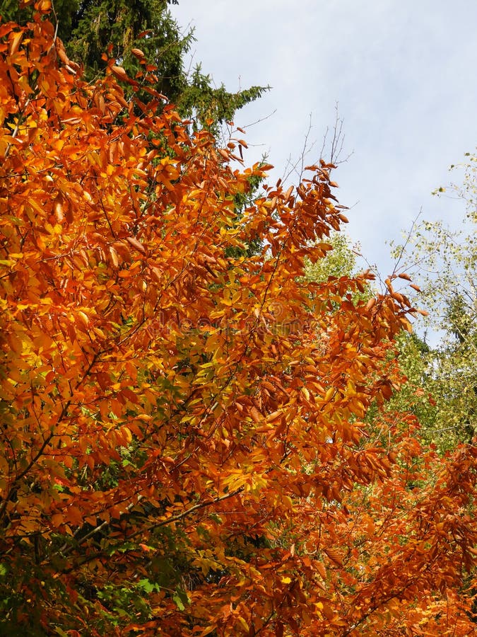 Golden Orange Bronze Roadside Bush Colors in NYS Stock Photo - Image of ...
