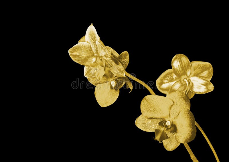 Gold orchid stock image. Image of flora, gold, rose, roses - 96009193