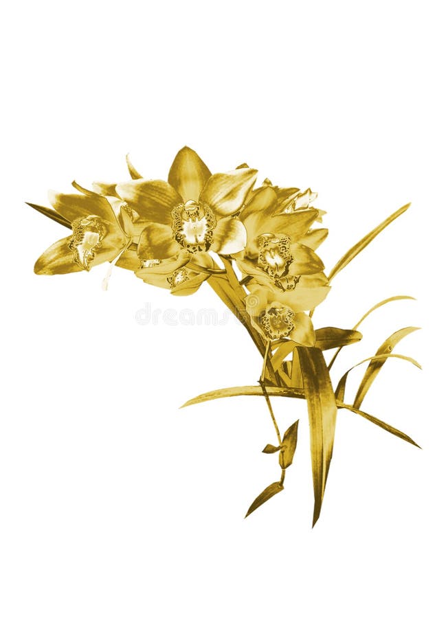 Gold orchid stock photo. Image of rose, roses, beauty - 96018674